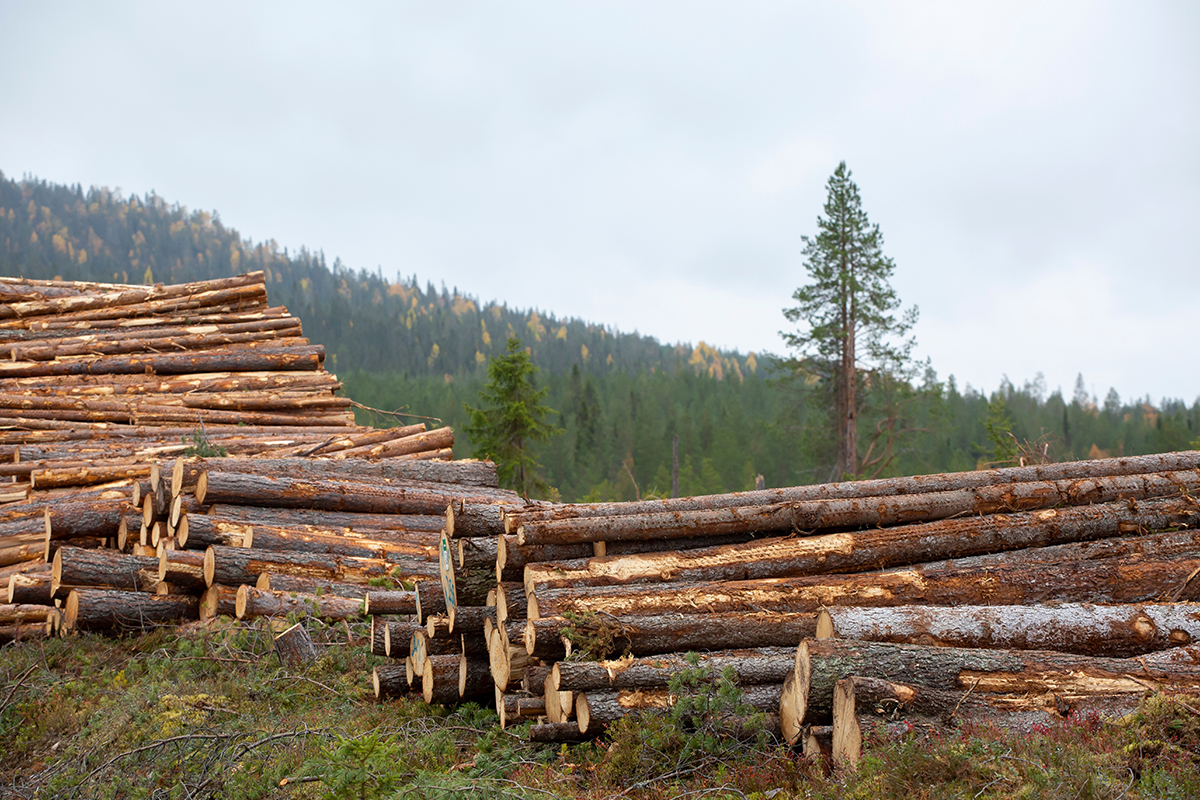 Coniferas Y Latifoliadas Qué Implica La Elección De La Madera?